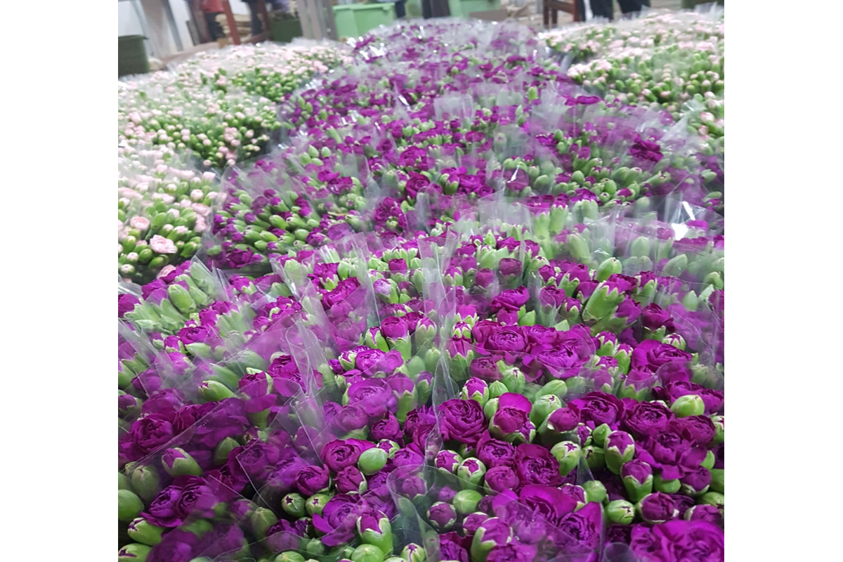 Gallery – Umar Flowers