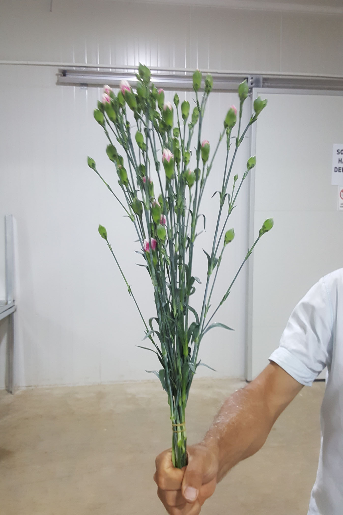 Spray Carnation – Umar Flowers